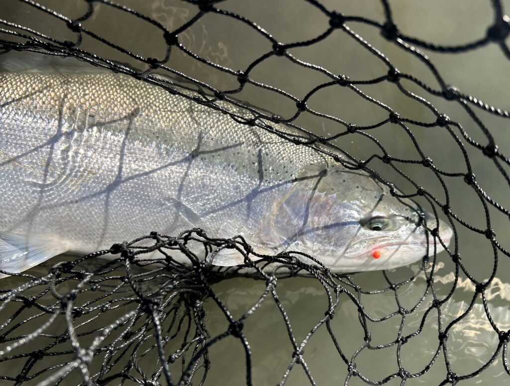 steelhead roe Archives - Brookings Fishing Reports